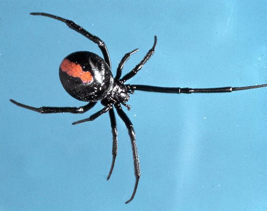 The ten most feared animals found in Australia – The City Journal
